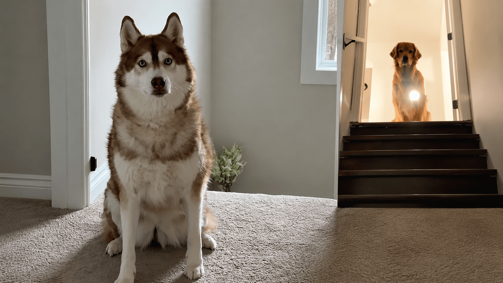 My dogs saw something upstairs