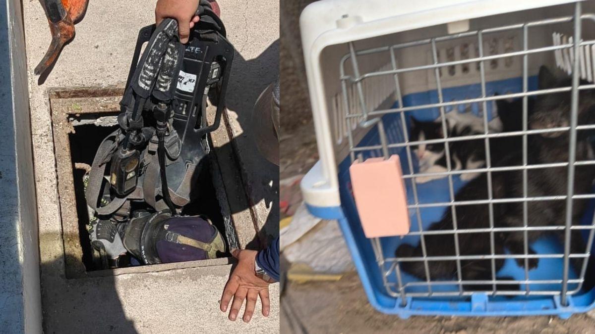 Gatitos atrapados: rescates heroicos que evitan tragedias en casa y en ...