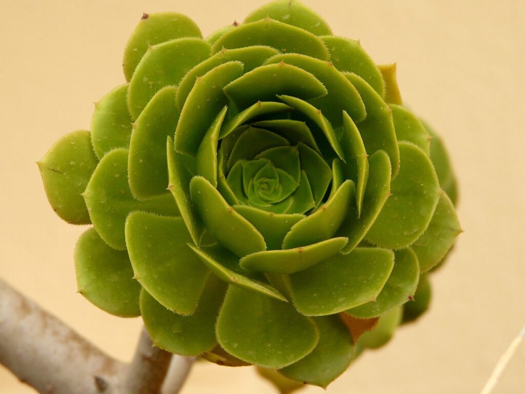 Aeonium: una pianta succulenta straordinaria
