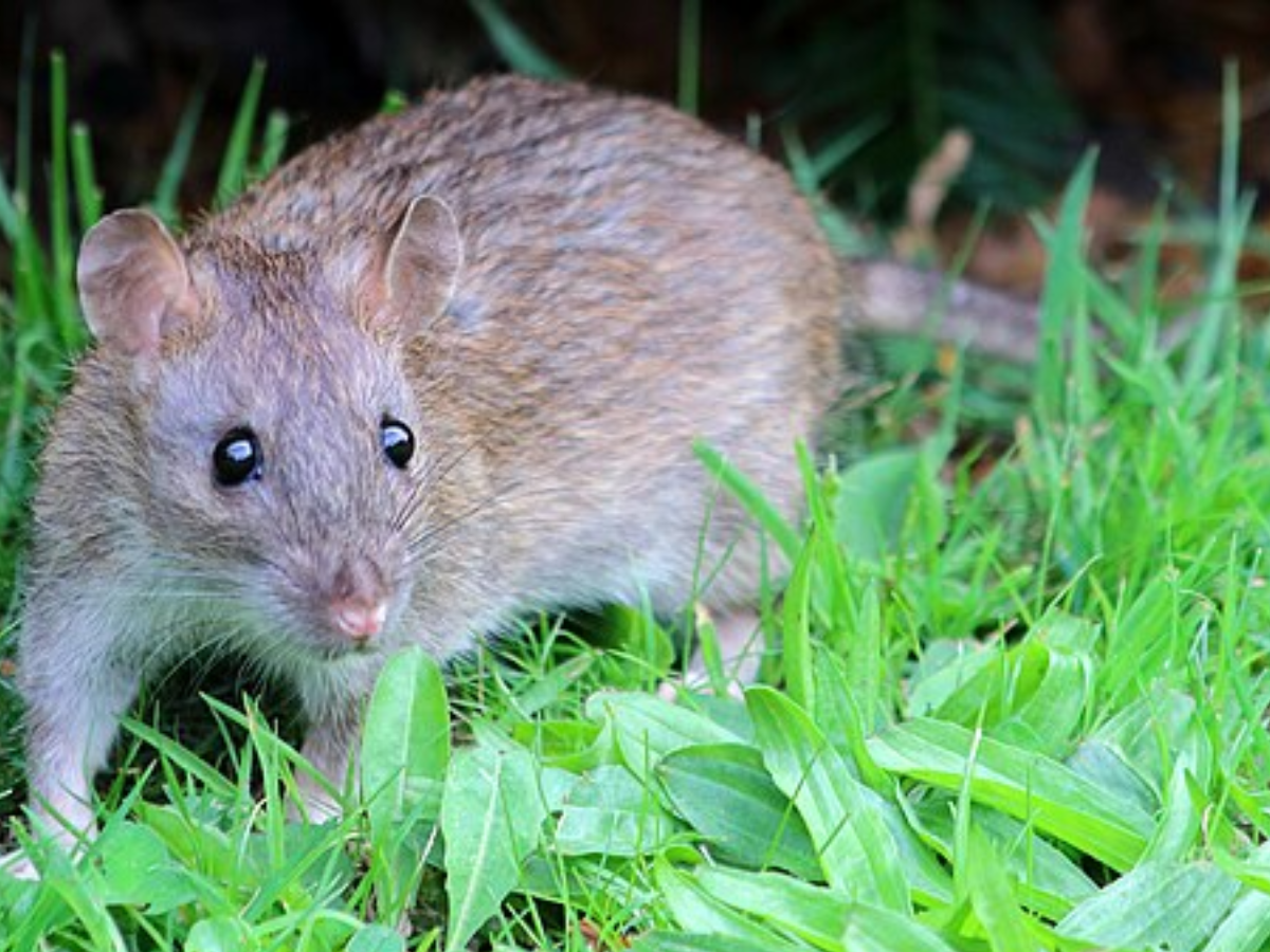 Native rats hold on in one forest, while invaders dominate another