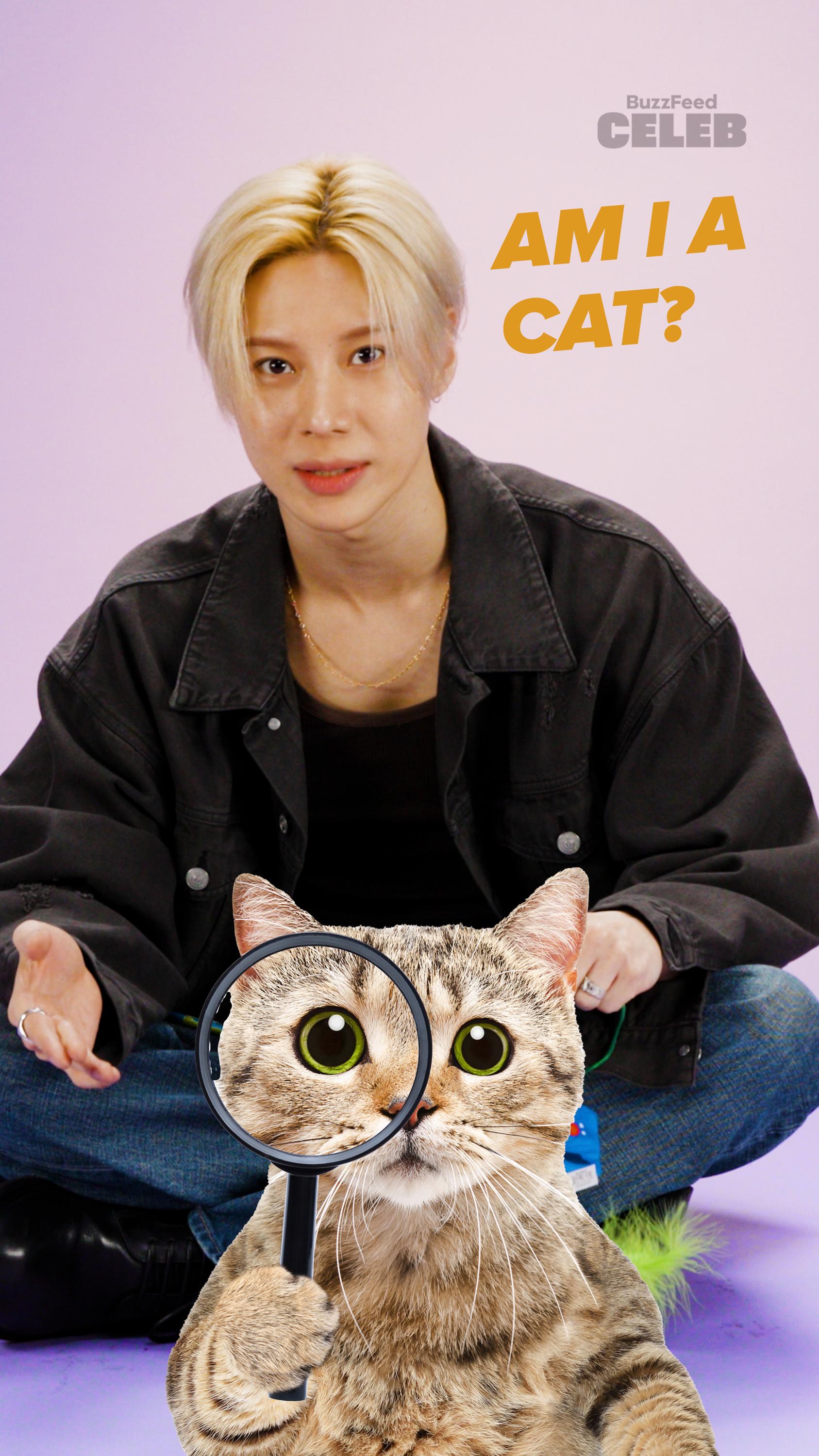 Taemin kitten interview | Cat personality