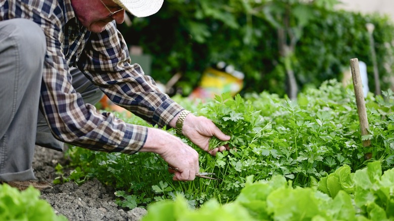 9 companion plants that thrive next to parsley in the garden