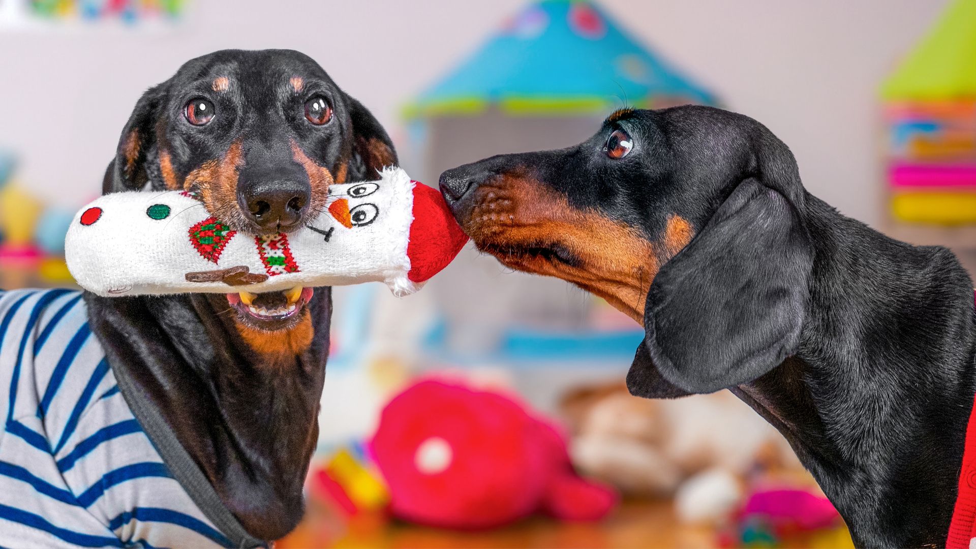 Things to consider before getting a second pet
