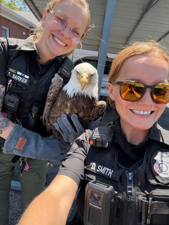 Cicero police officer rescues injured bald eagle
