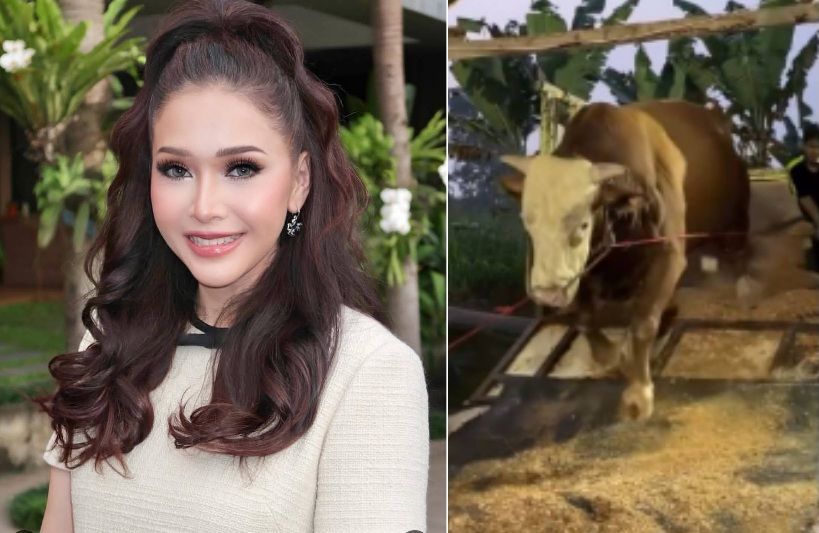 Maia Estianty beli sapi jumbo premium untuk kurban Idul Adha 2026 ...