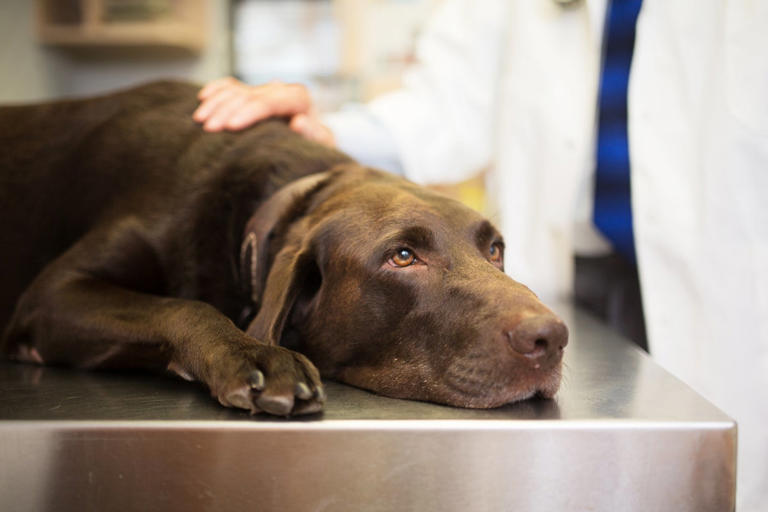 US dog food recalled over possible salmonella contamination