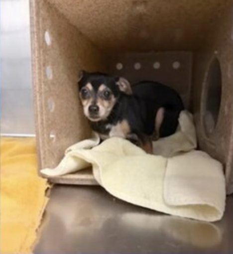 Dozens of dogs abandoned in freezing rain across New Jersey—now public ...