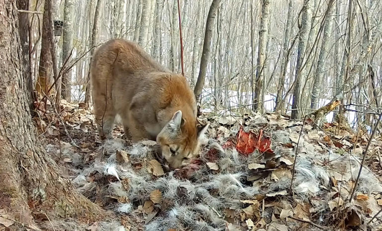 Scientists set up trail cameras to study wolves in Minnesota, instead ...