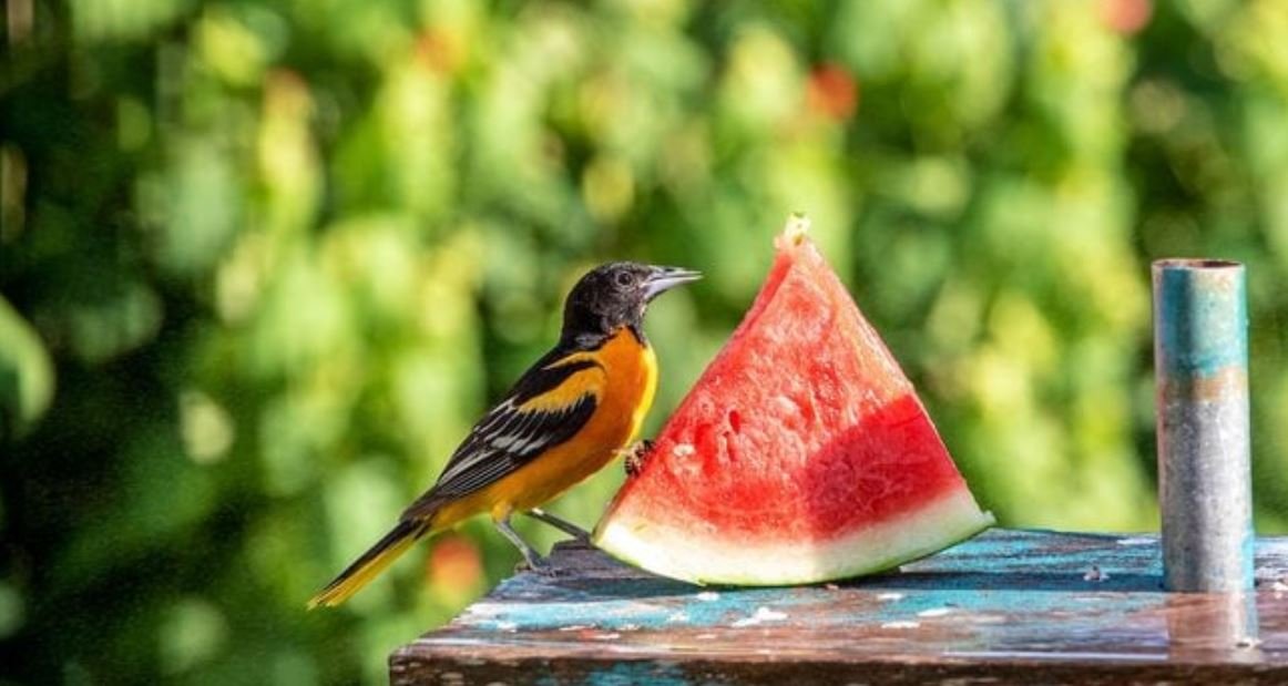 Attract fruit-eating birds with fresh-picked treats