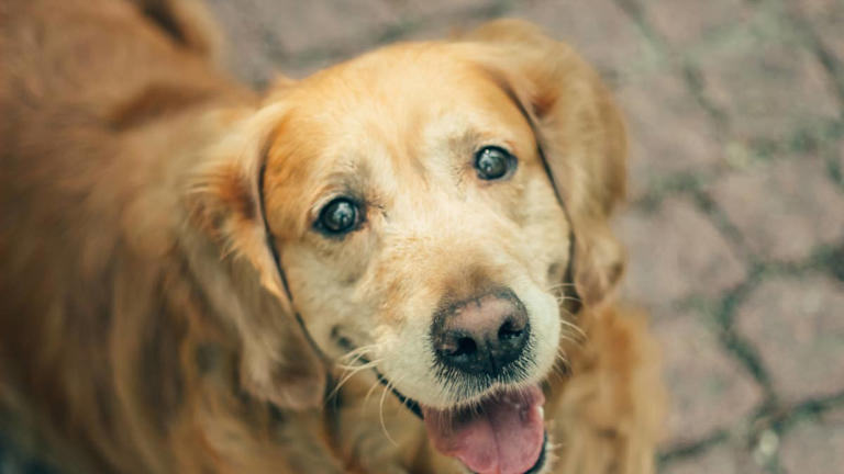 A senior golden retriever is blowing up the internet with dance moves ...