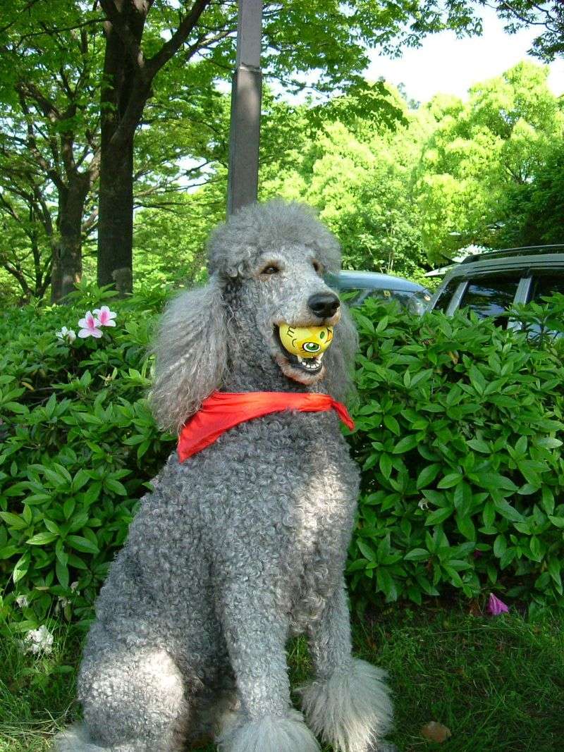 12 highly intelligent dog breeds that pick things up fast
