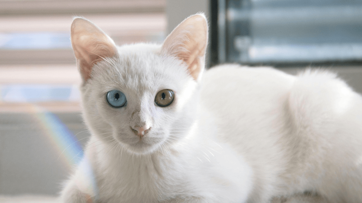 5 strange phenomena that cats perceive, according to experts