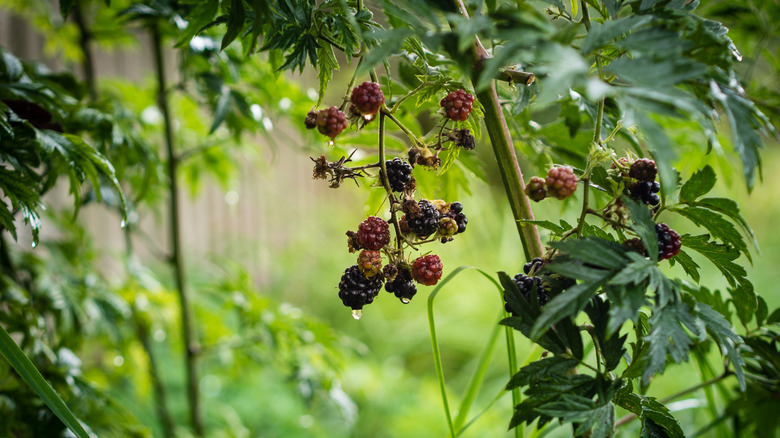Avoid growing these 12 plants in raised garden beds at all costs
