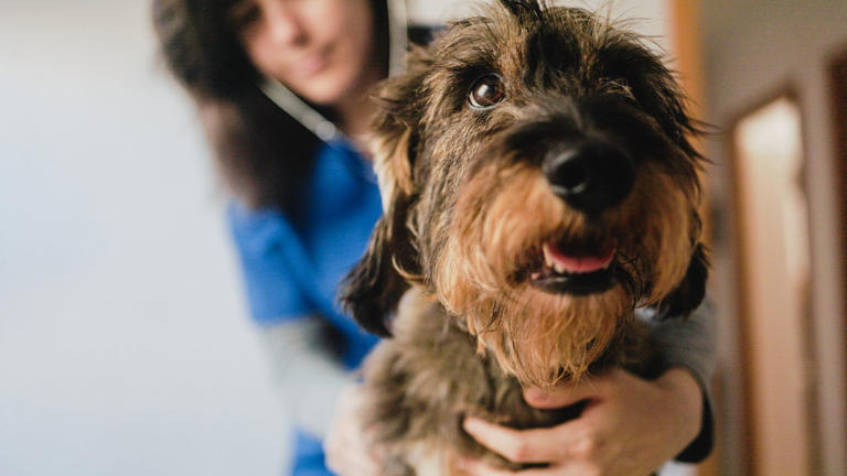US dog food recalled over possible salmonella contamination
