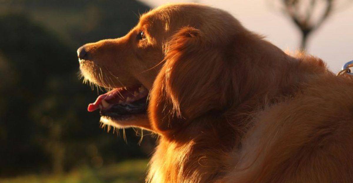 12 highly intelligent dog breeds that pick things up fast