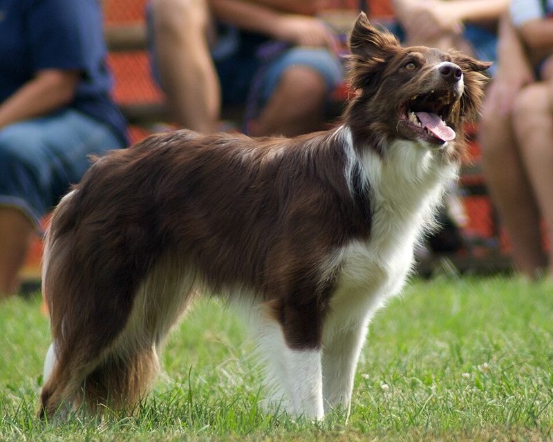 12 highly intelligent dog breeds that pick things up fast
