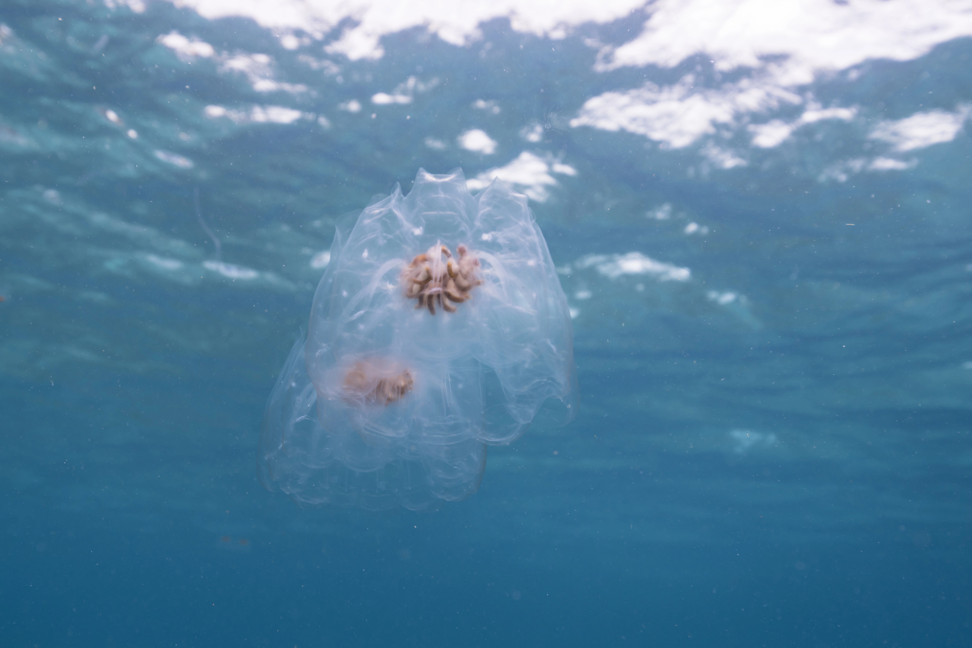 Images of transparent animals living in the ocean