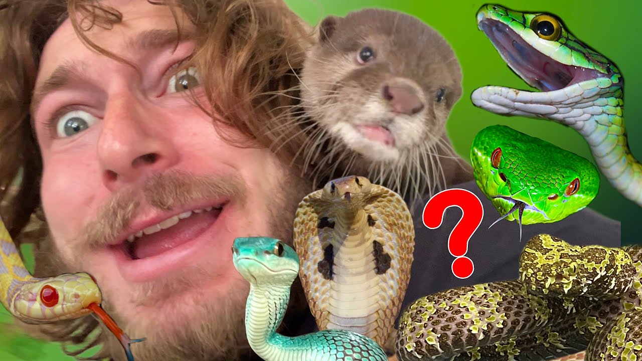 A rare venomous snake just made this reveal dangerous