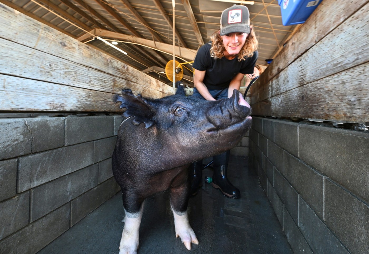 May Fair barns become living classrooms