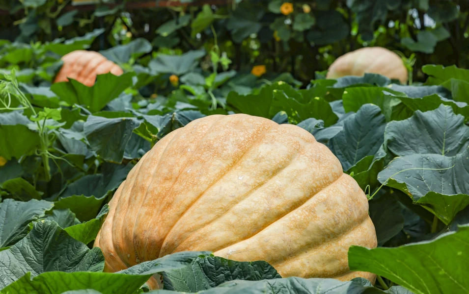 Pumpkin season from patch to plate
