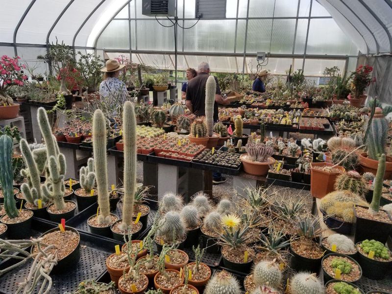 These 10 Oklahoma succulent shops are every plant lover’s dream
