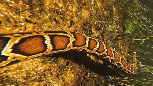 Florida's wild 10-day python hunting contest takes over the Everglades ...