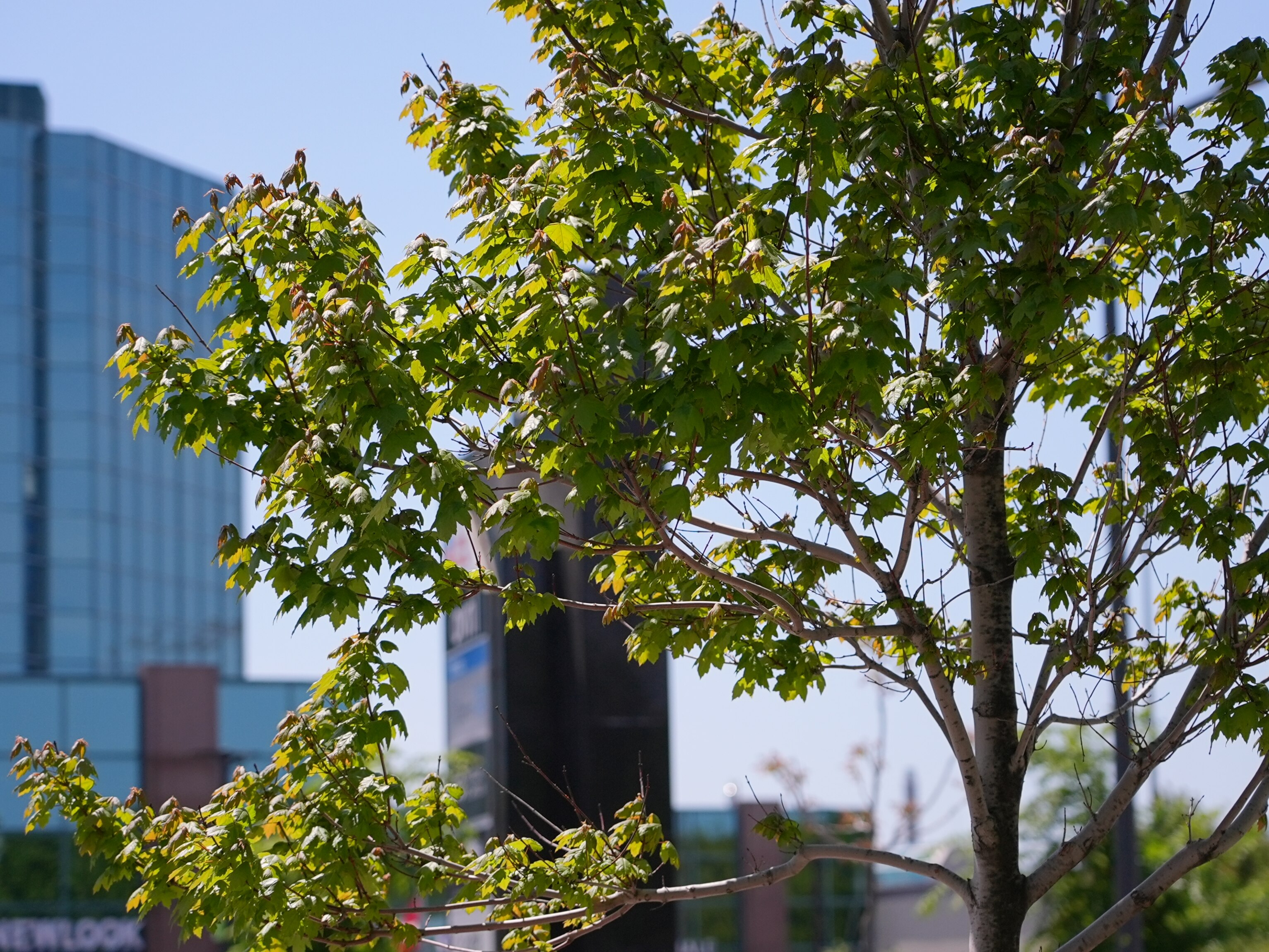 De la place pour encore 6000 arbres dans la Capitale-Nationale et ...
