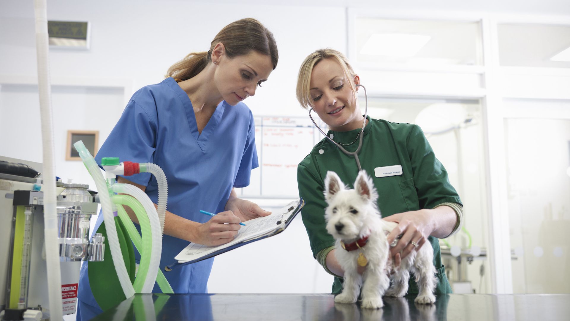 Top tips for first-time dog owners