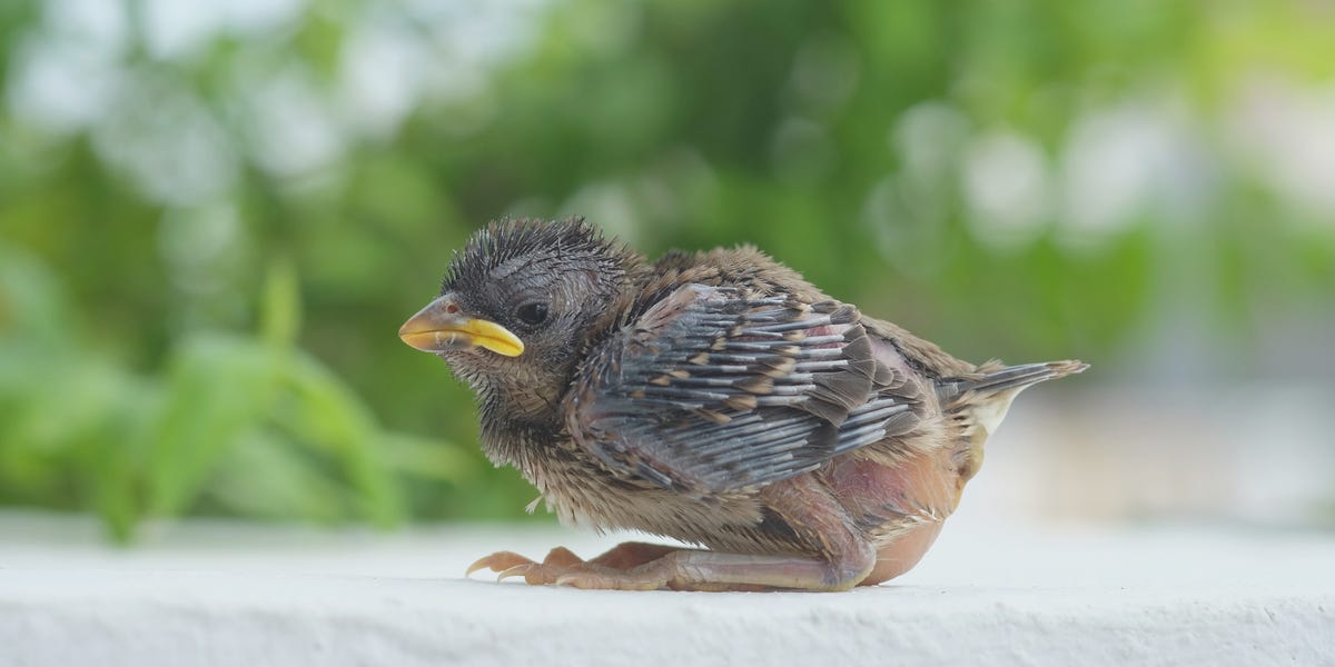 Think you found an abandoned baby bird? Read this first