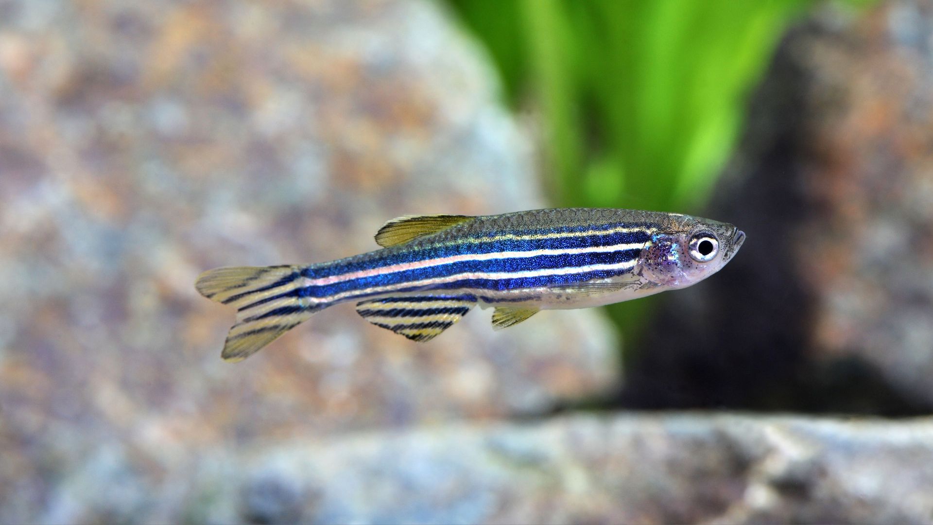 Peaceful fish for a community tank