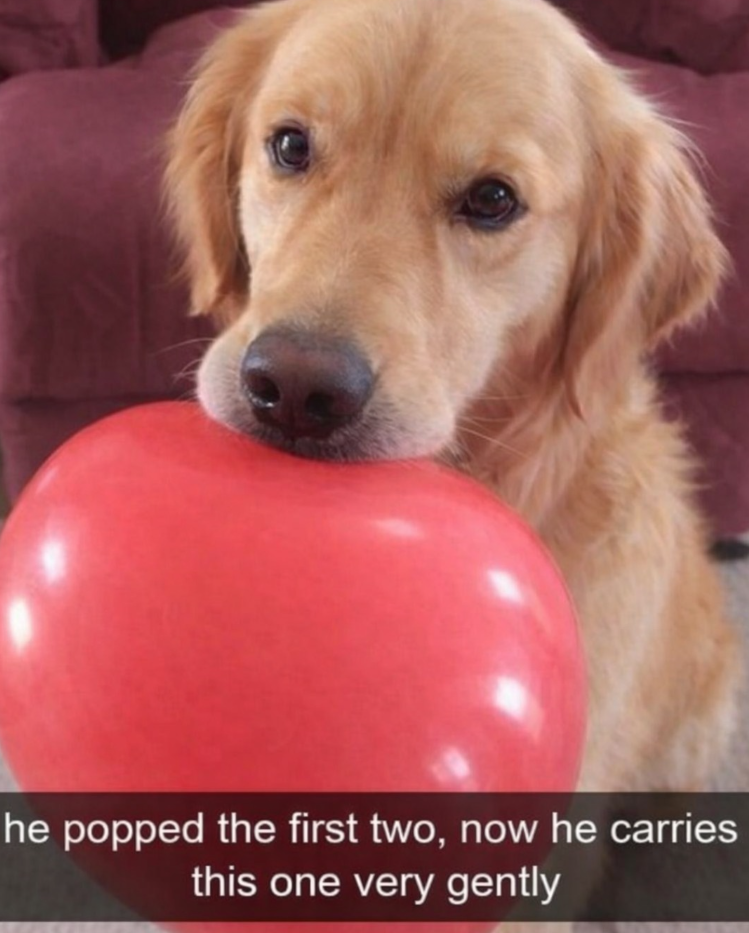 24 whimsical woofers for peaceful weekend daydreams