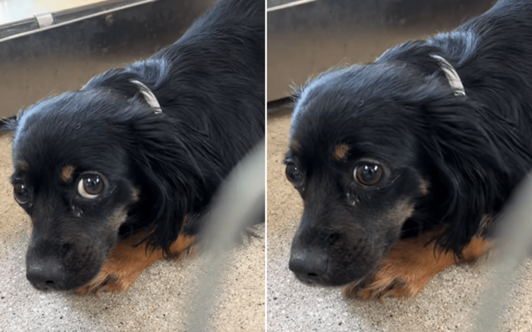 Woman wonders why shelter dog is so 'terrified', then she checks notes