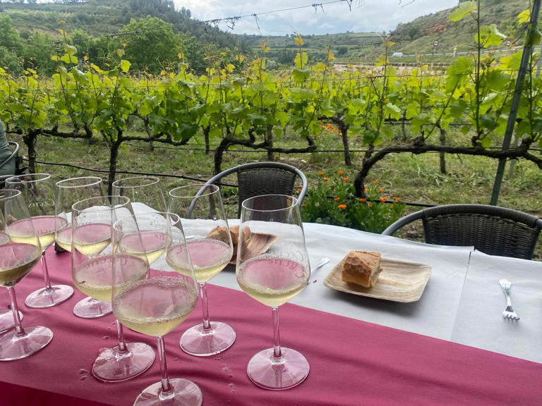 Vino, brasas y viñedo: Pago de Larrea celebra su Día del Tempranillo