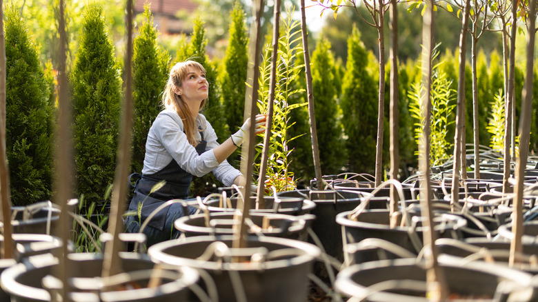 If you plant one tree in a pot this year, it needs to be this colorful ...