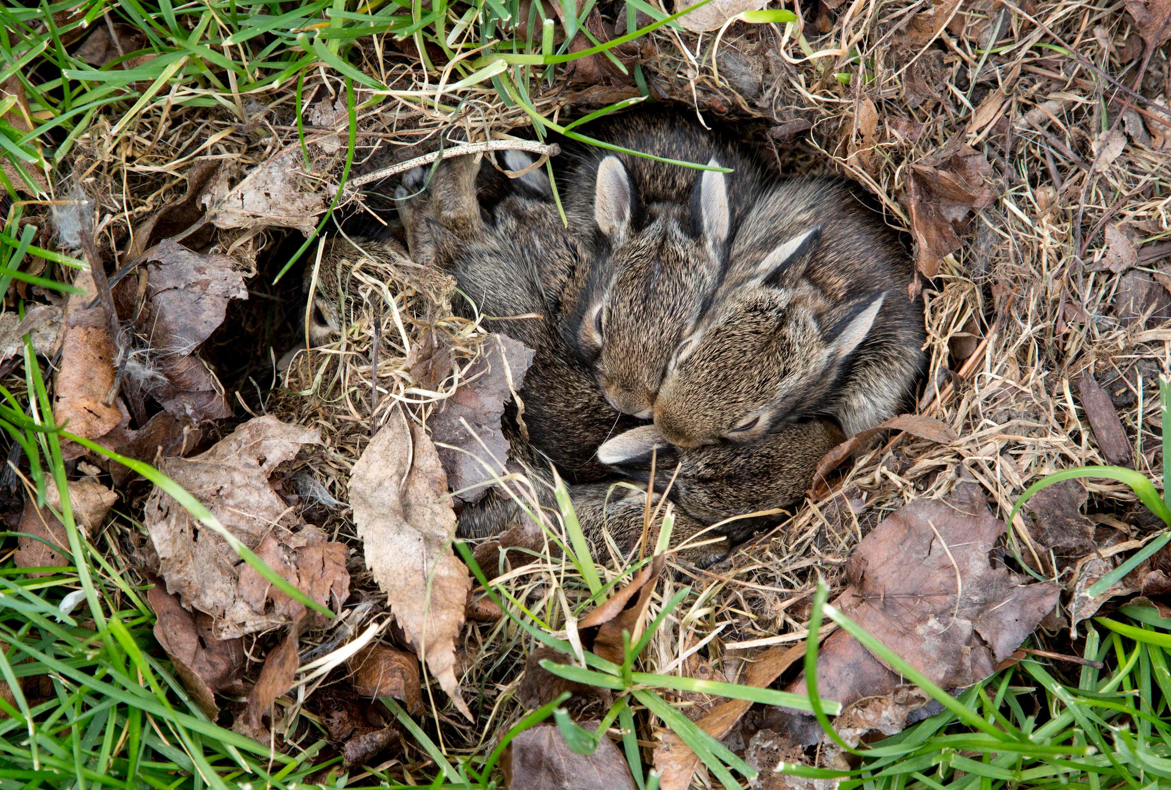 What to do if you find a rabbit nest in your yard, according to a ...