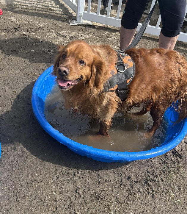 2026 'Doggy Dash' attracts dogs and llamas alike