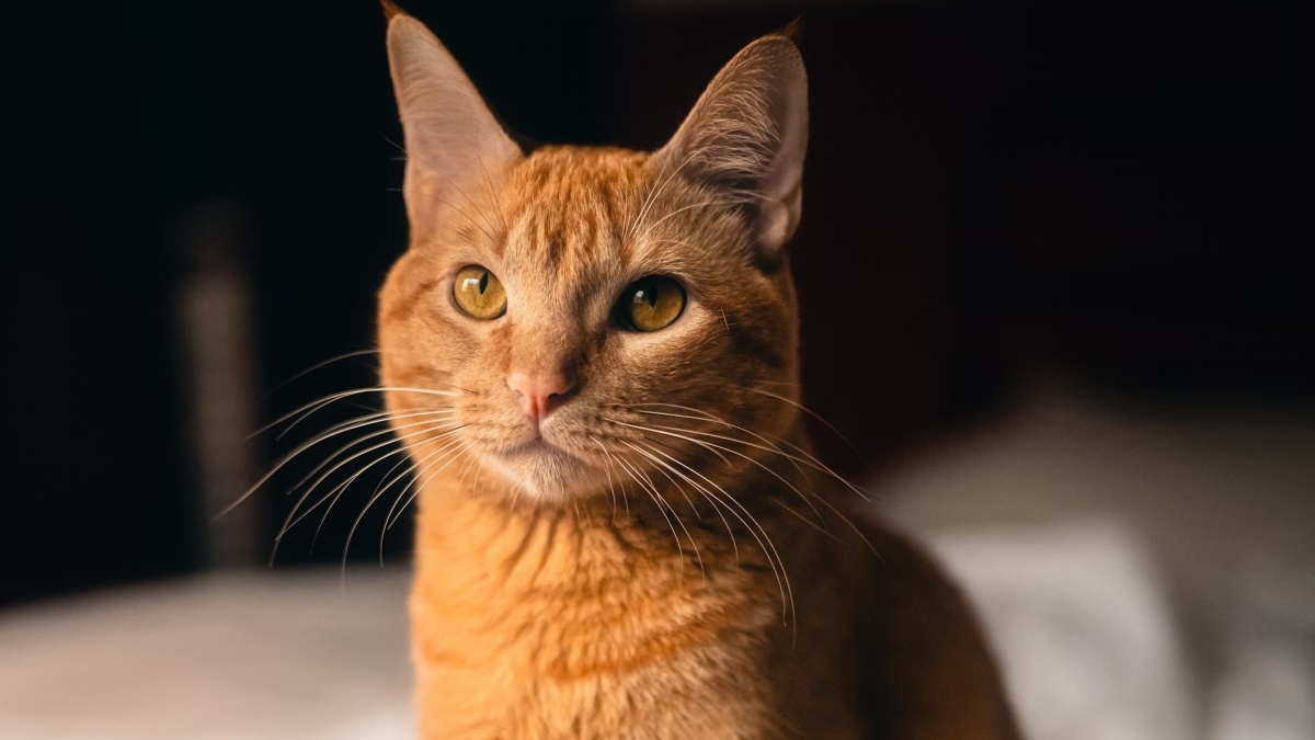 5 strange phenomena that cats perceive, according to experts