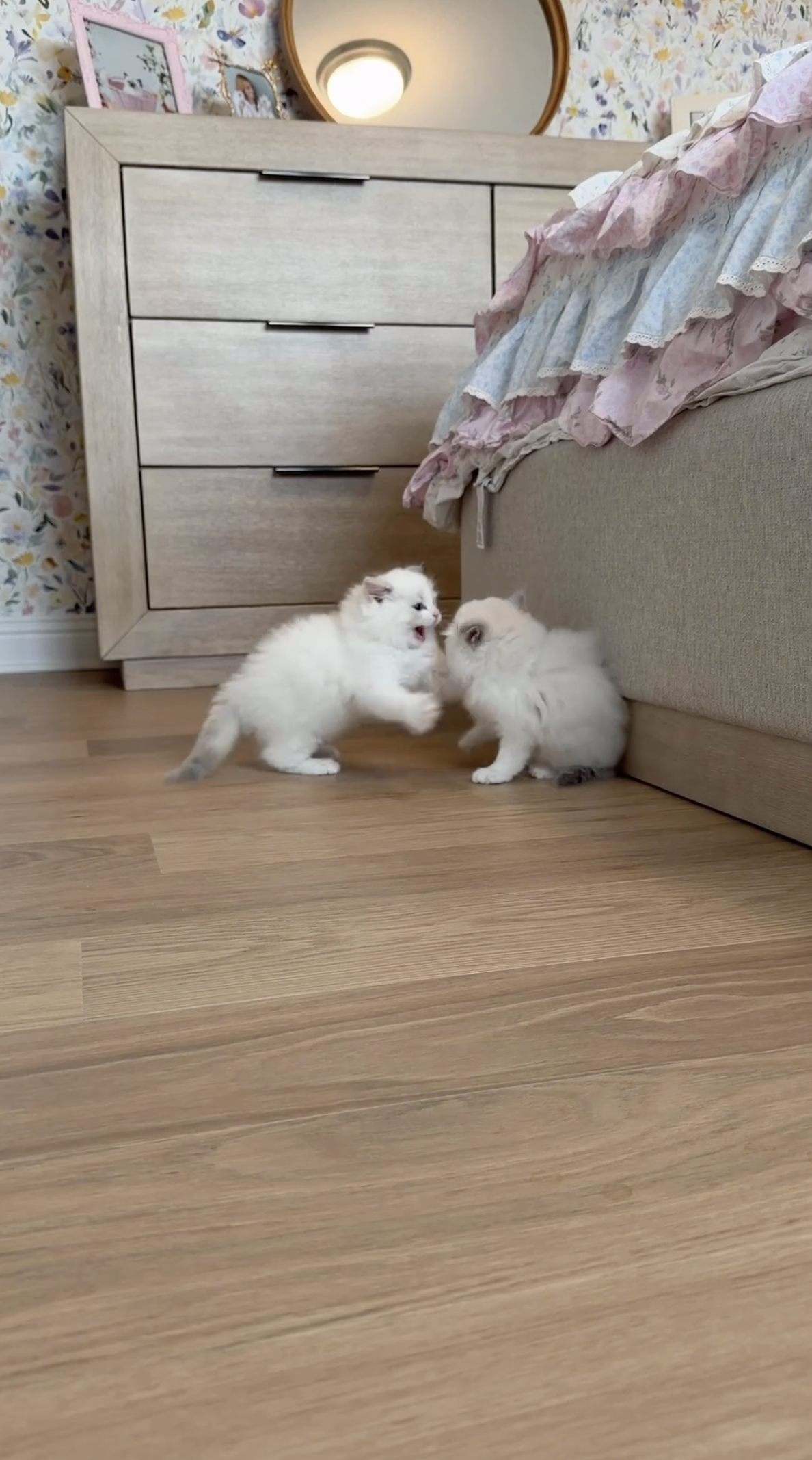 The kittens got jumpy and the chaos started