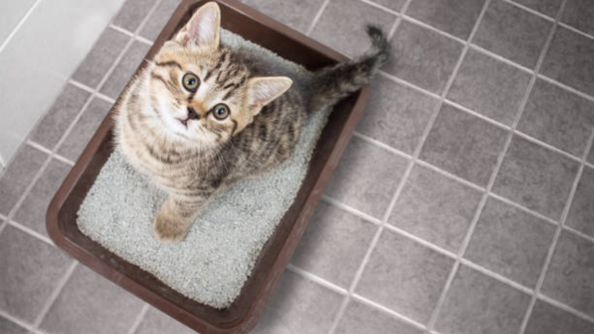 8 things you should check before buying an automatic litter box for cats