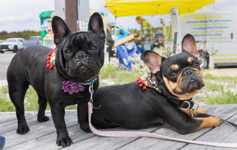 Flowers, Fido and food trucks abound at May Day Spring Festival