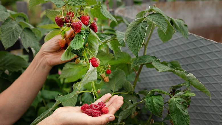 Avoid growing these 12 plants in raised garden beds at all costs