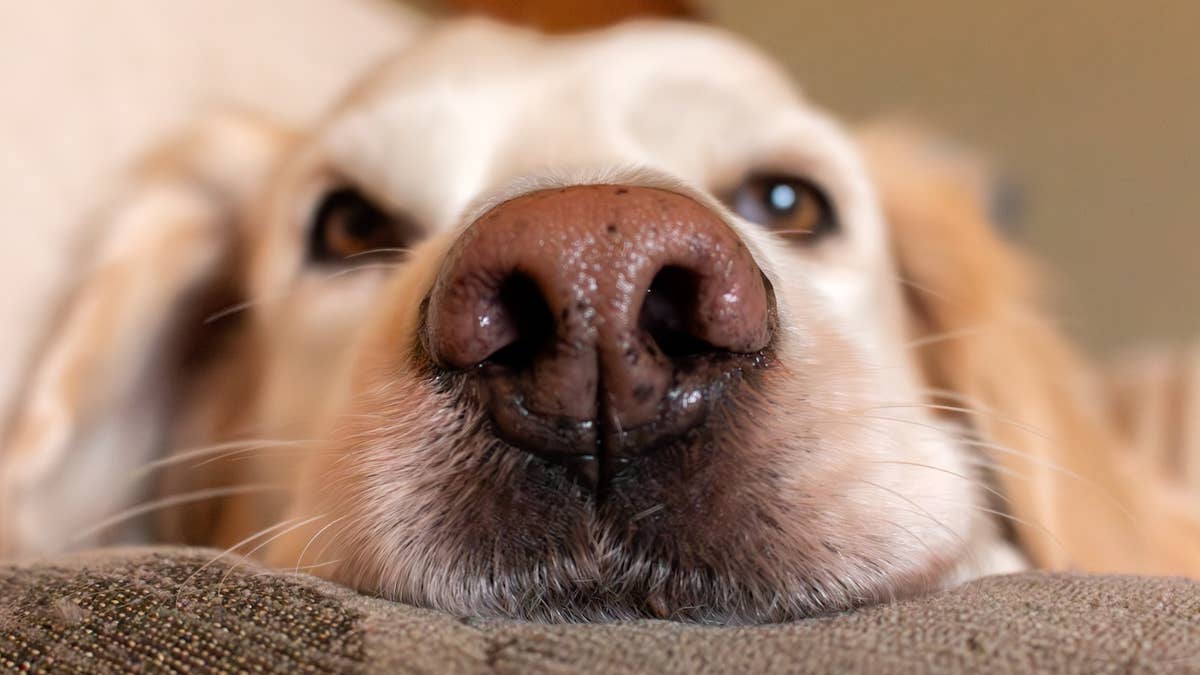 The FDA just approved a new medication for dogs with separation anxiety