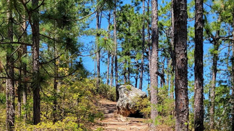 South Carolina's scenic state forest is a gem for outdoor fun