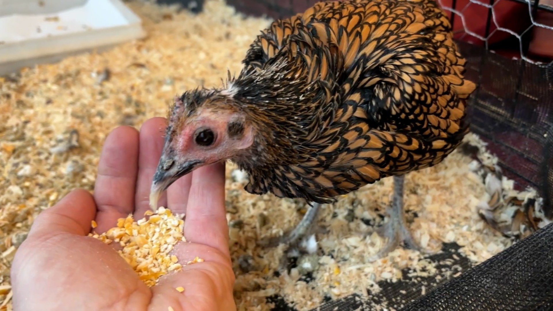 Oldest living chicken - Gertie at 15 years and 100 days old