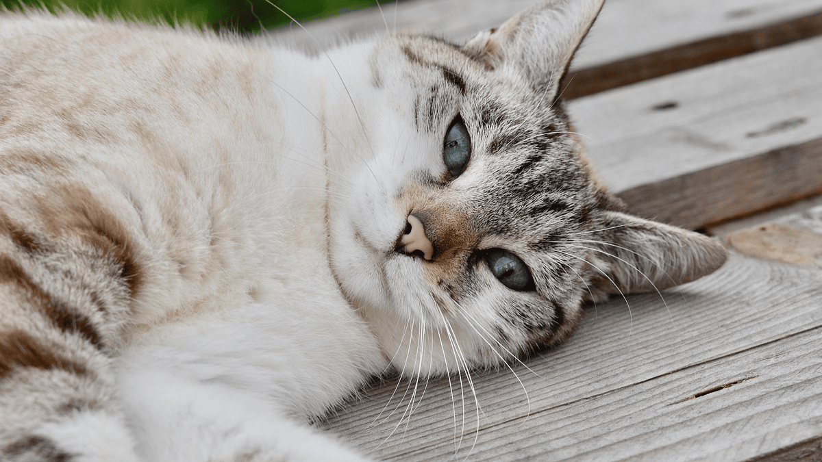 10 signs your indoor cat needs more stimulation at home, according to ...