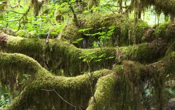 Step Into Washington S Magical Hoh Rainforest