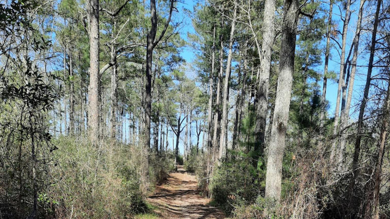 South Carolina's scenic state forest is a gem for outdoor fun