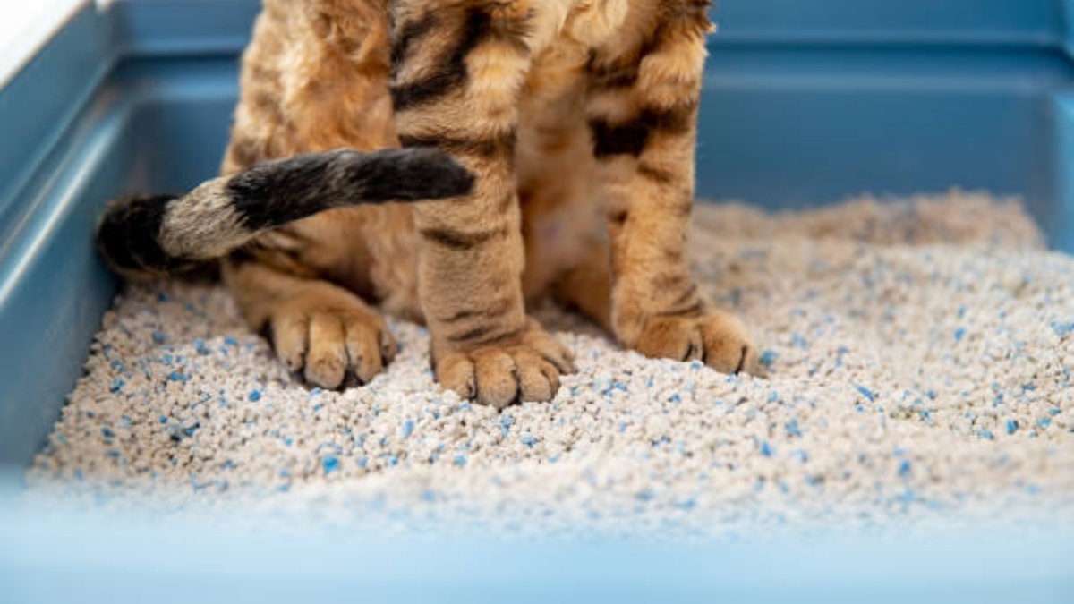 8 things you should check before buying an automatic litter box for cats