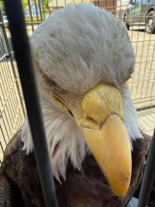Cicero police officer rescues injured bald eagle