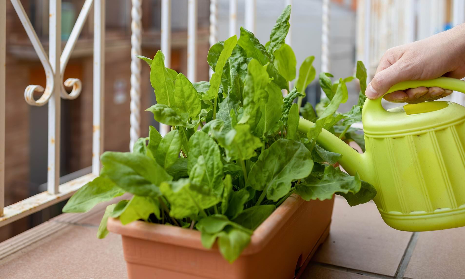 In full bloom! Turning your balcony into a mini garden could improve ...
